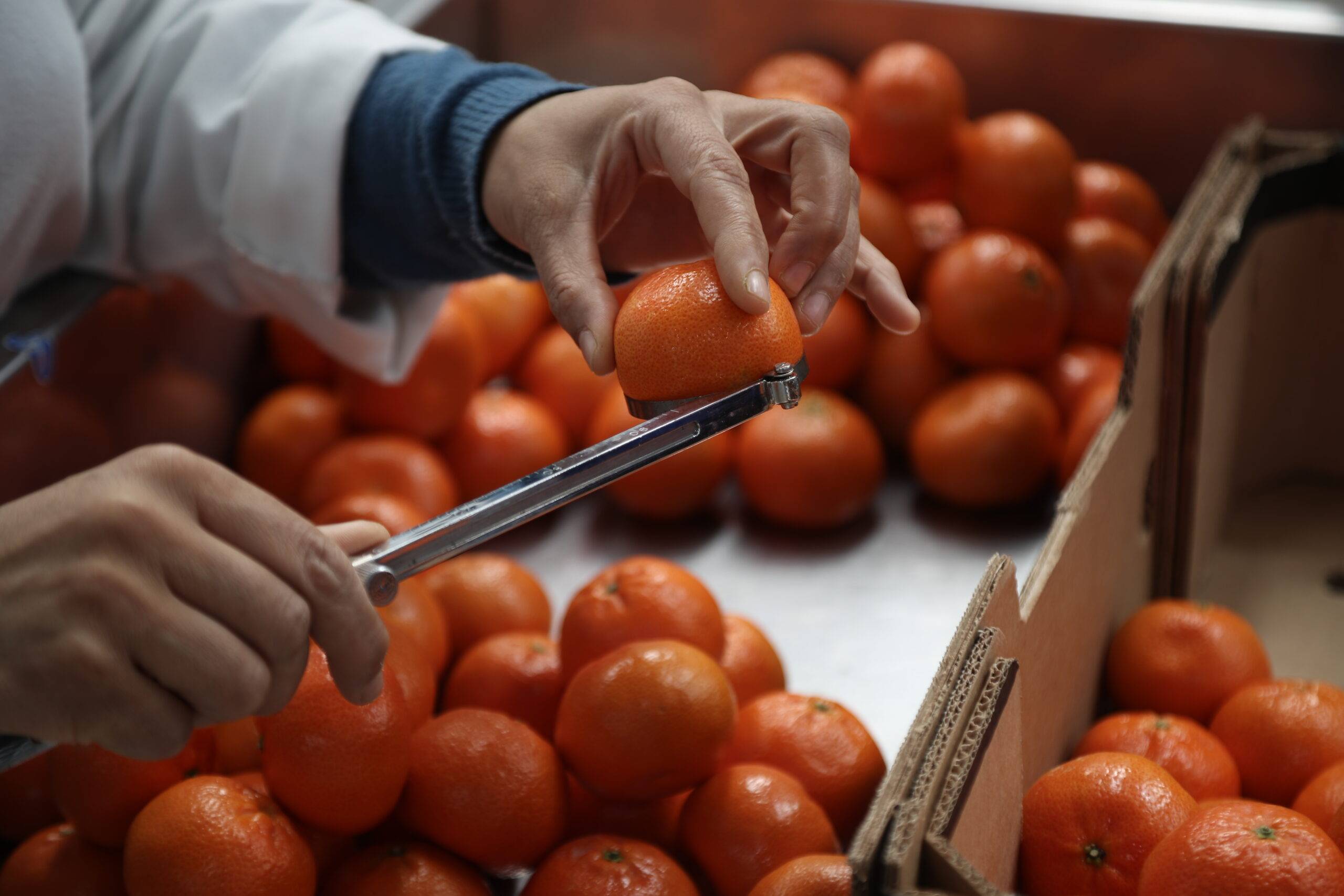 Fresh Fruits Delivered Worldwide | RomanaFruits - Export